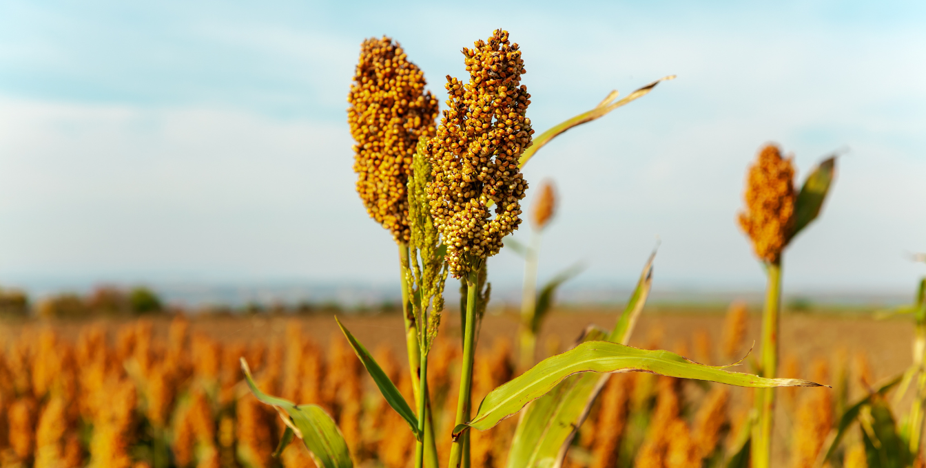 Unlocking the Power of Sorghum: Indigenous Cereal Innovation for ...